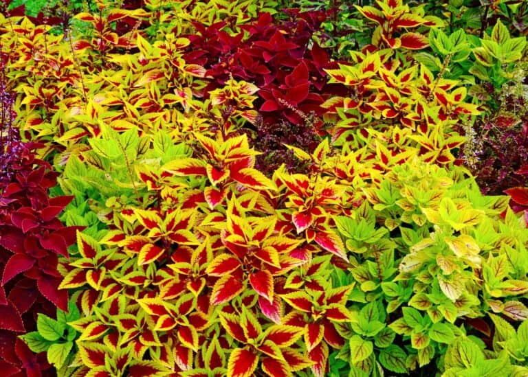 How to propagate coleus 🌿 Dive deep into this vibrant plant's secrets