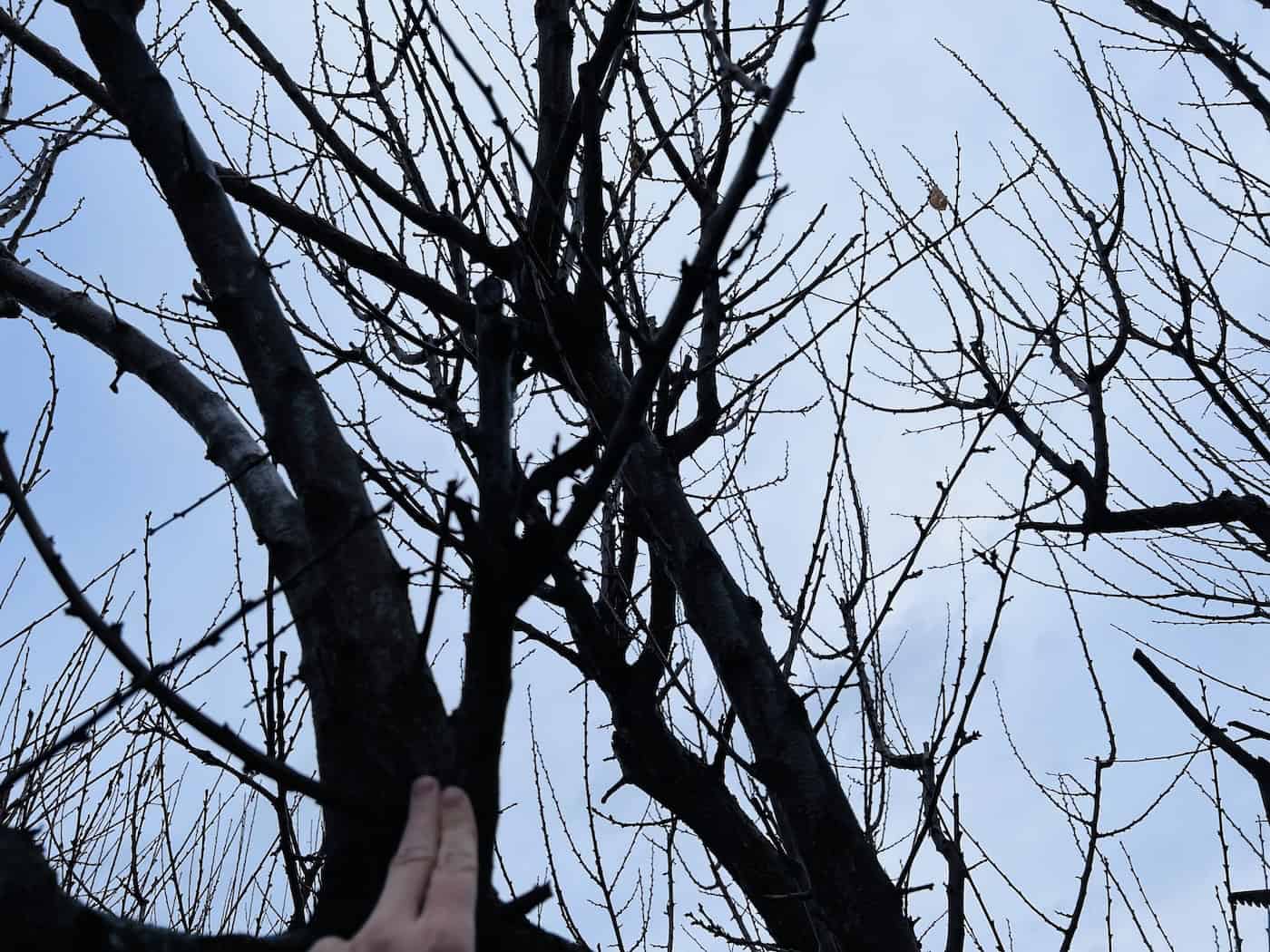 Apricot tree care – Home for the Harvest