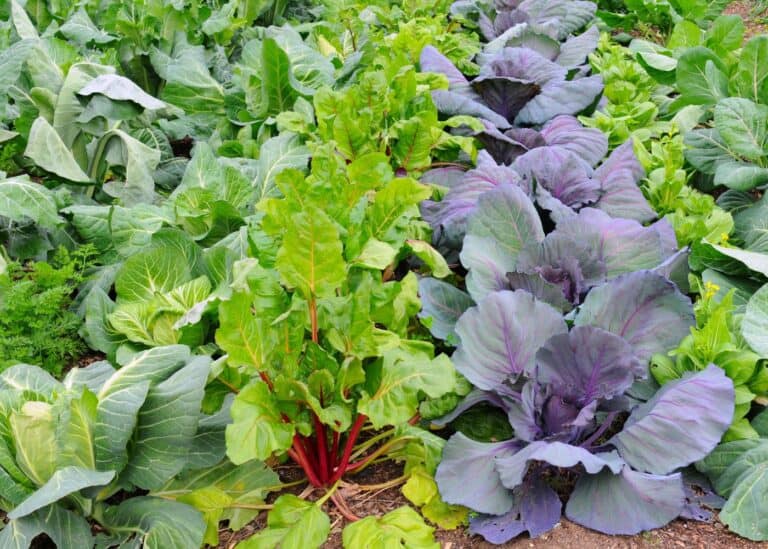 20 cool season vegetables 🌱 ️ Boost your garden's off-peak production