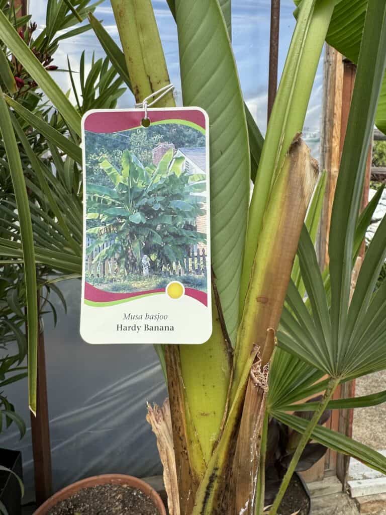 How to grow a banana tree 🌱 🍌 Step into the world of tropical gardening