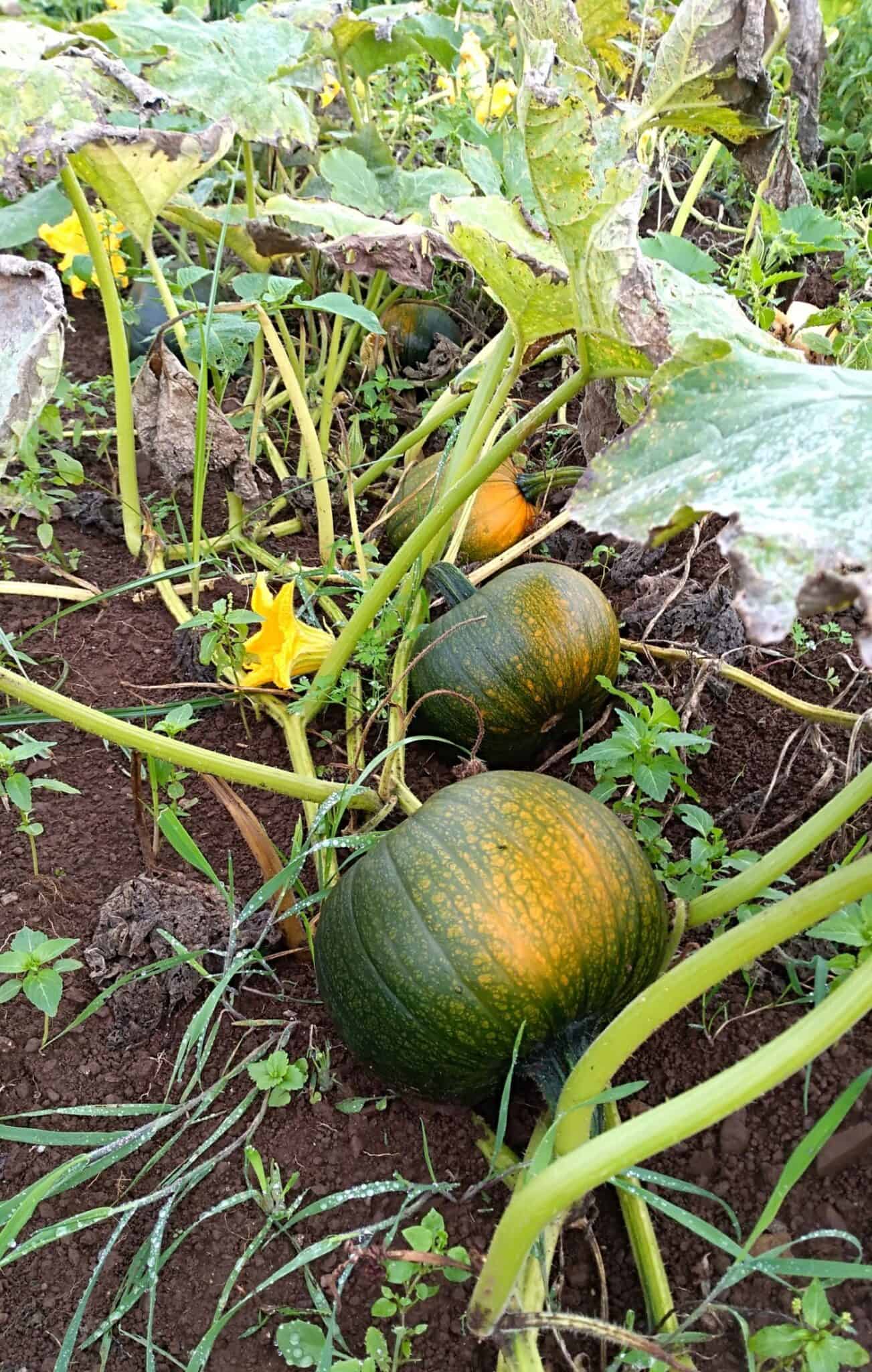 How many pumpkins per plant? 🌿 🎃 Expectations and maximizing yields
