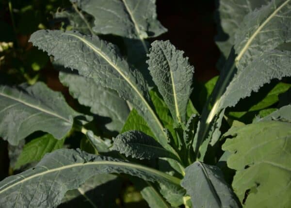 20 cool season vegetables 🌱 ️ Boost your garden's off-peak production