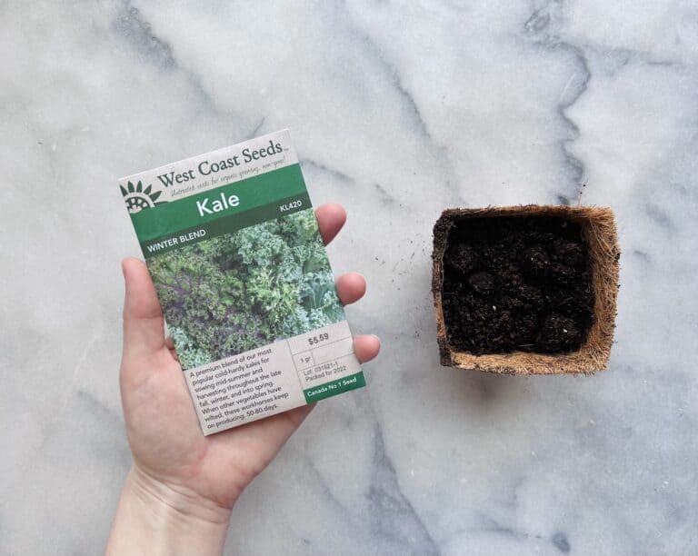 How to plant kale seeds 🌱 🥬 Unlocking the secrets to a bountiful harvest