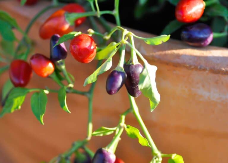 8 easy vegetables to grow in pots 🌿 🍯 Begin your container gardening ...