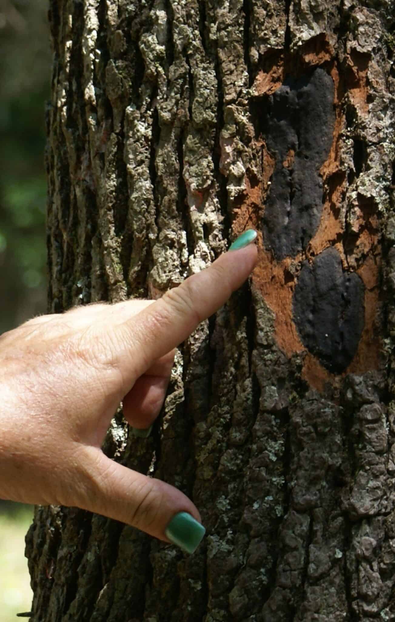 Apple tree diseases 🍎🌳 Identification and effective treatment methods