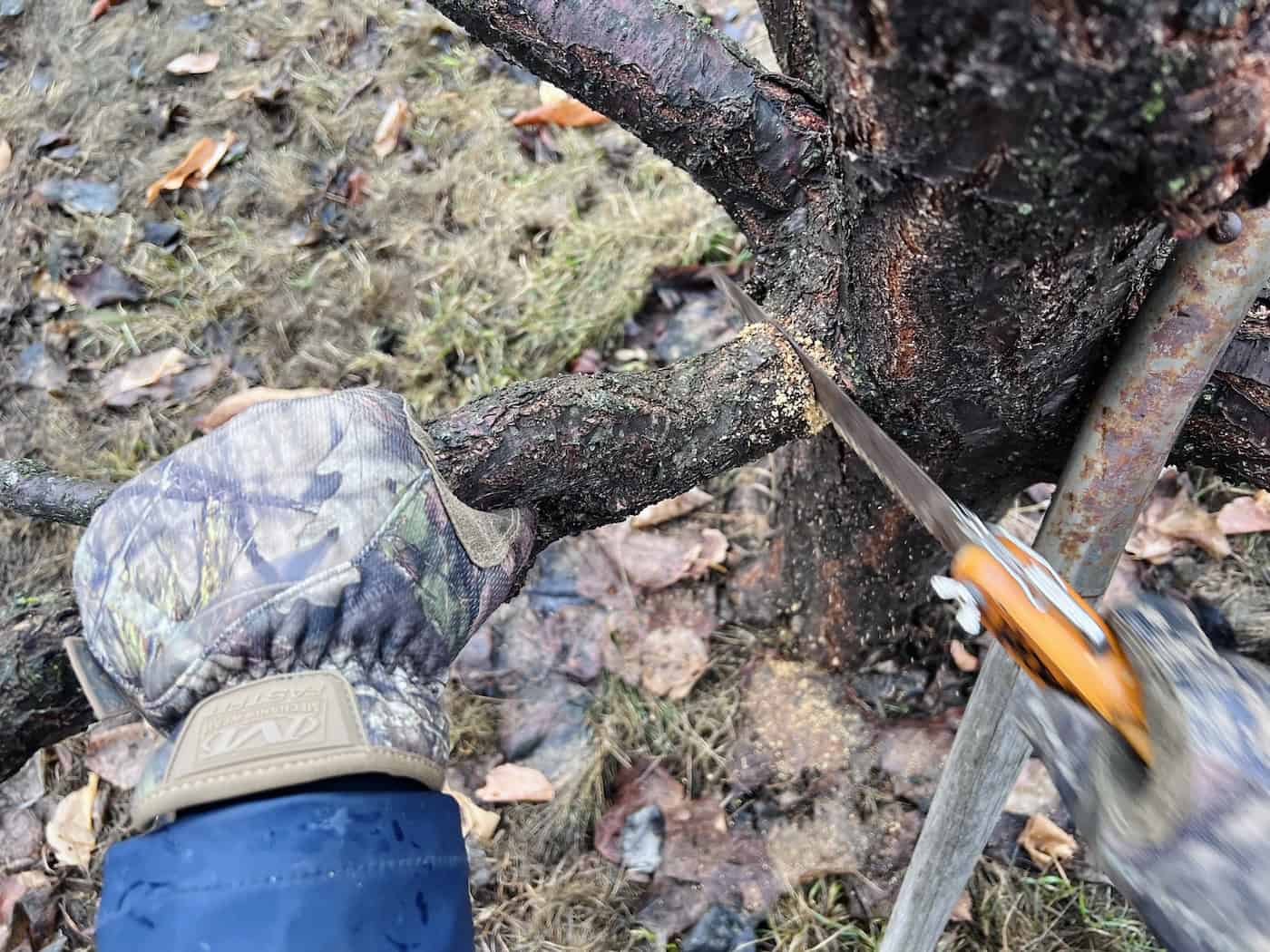 How to prune an apricot tree 🌳 ️ Techniques for a healthier yield