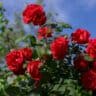 Red roses 🌹 ️ Unveiling the top varieties for passionate gardeners