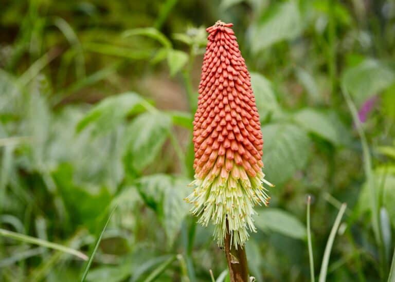 Top bulbs to plant in spring 🌷🌞 Usher in a season of vibrant colors