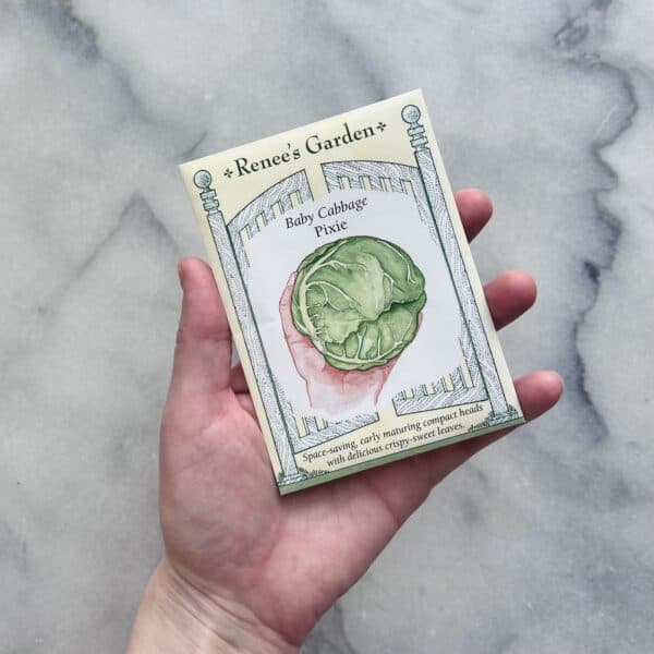 How to plant cabbage seeds 🌱 🥬 A step-by-step guide for lush greens