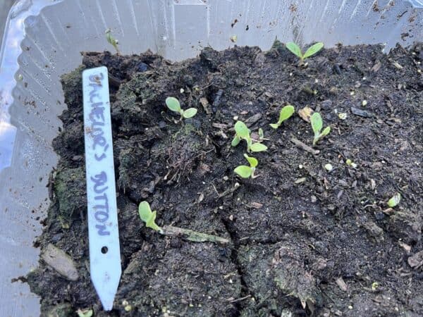 Winter sowing bachelor buttons ️ 🌸 Steps for vibrant flowers