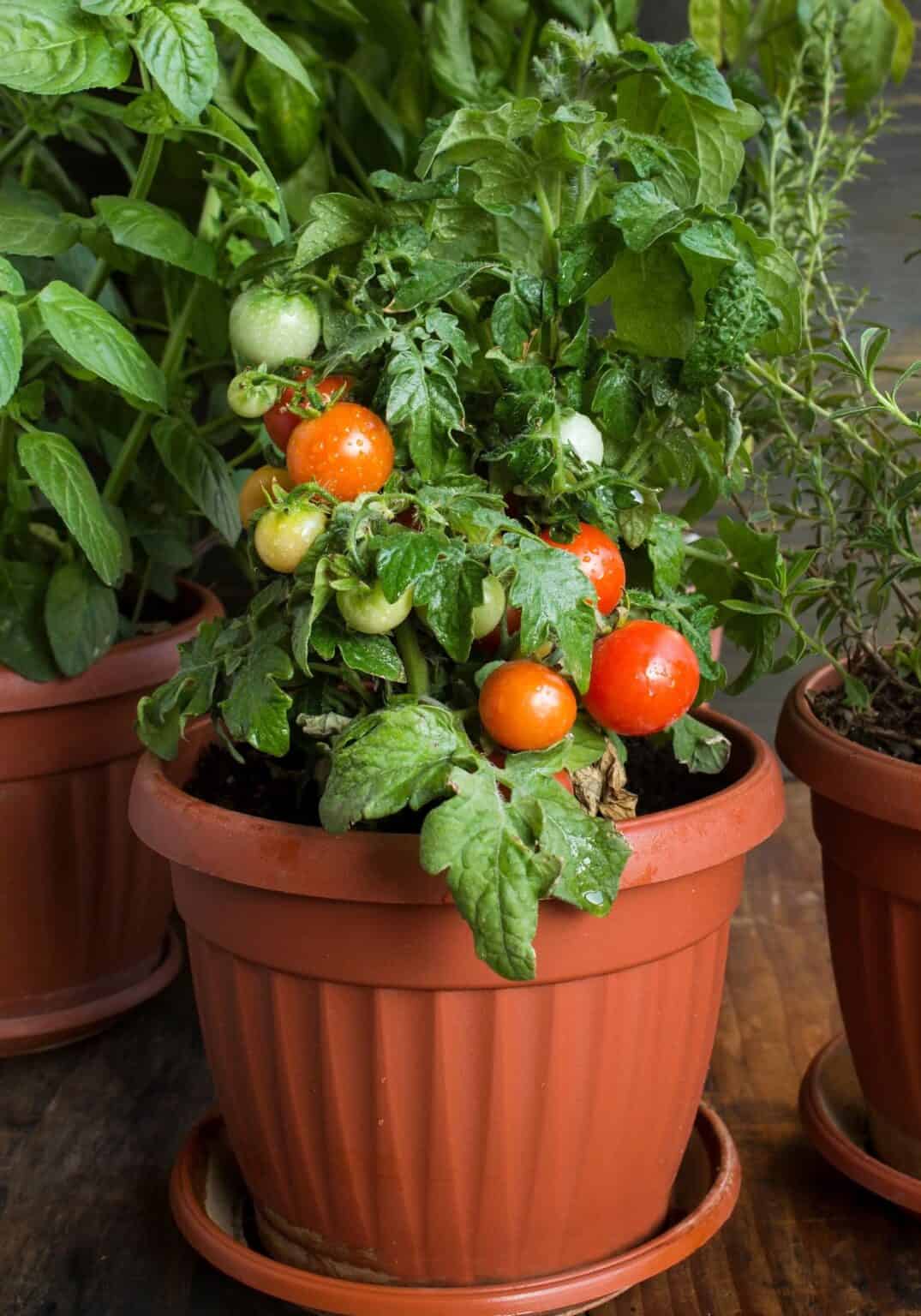 8 easy vegetables to grow in pots 🌿 🍯 Begin your container gardening ...