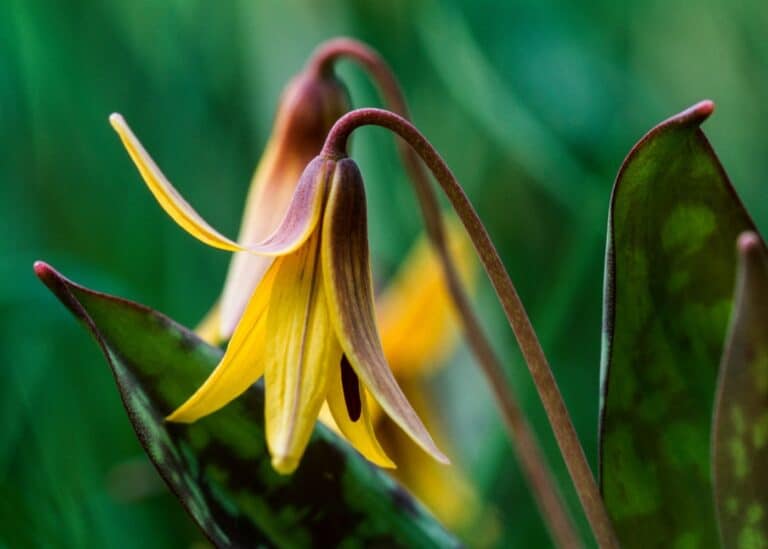 Bulbs to plant in fall 🍂🌷 Setting the stage for a vibrant spring bloom