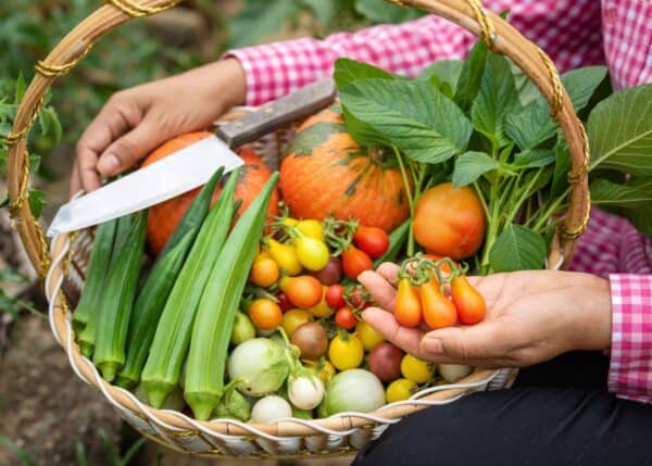 10 warm season vegetables 🥒 🍆 Harvest bountiful crops under the sun