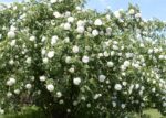 10 white roses to grow ???????? Best varieties to add elegance to your ...