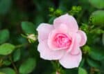 25 pink roses 🌹💕 Revealing the top cultivars for a blush-tinted garden
