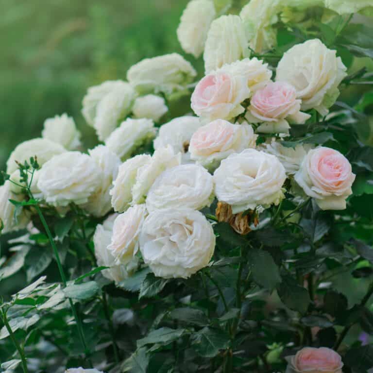 25 pink roses 🌹💕 Revealing the top cultivars for a blush-tinted garden