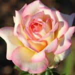 20 popular rose varieties 🌹 🎉 Roses that steal the show