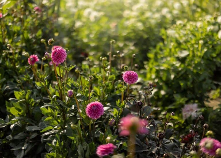 How to grow dahlias 🌱 🌸 Unveiling the secrets of these vibrant blooms