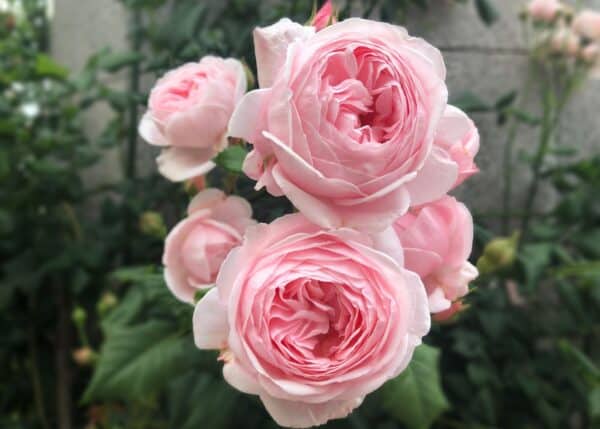 10 light pink roses 🌱 🌸 Grow the softest hues