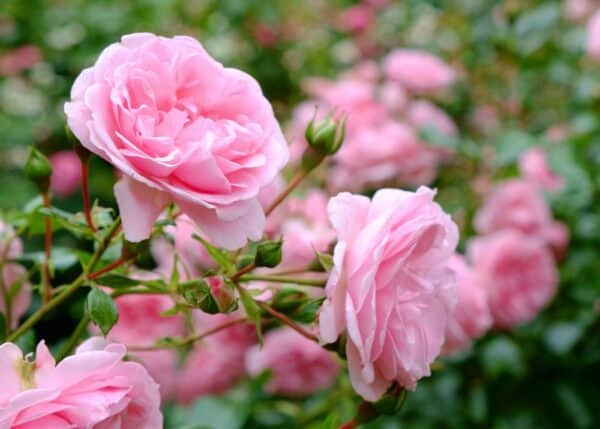 25 pink roses 🌹💕 Revealing the top cultivars for a blush-tinted garden