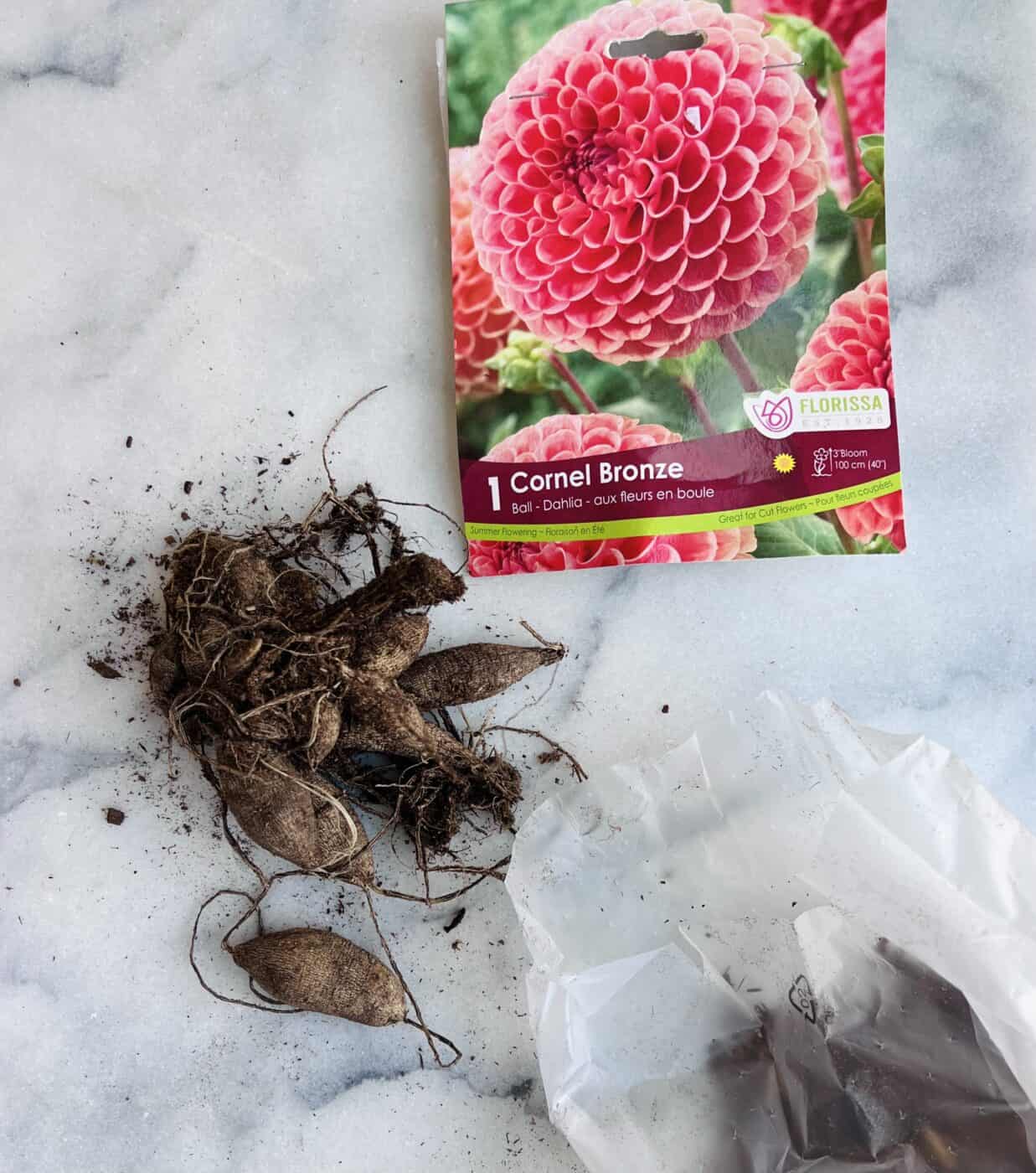 How to grow dahlias 🌱 🌸 Unveiling the secrets of these vibrant blooms