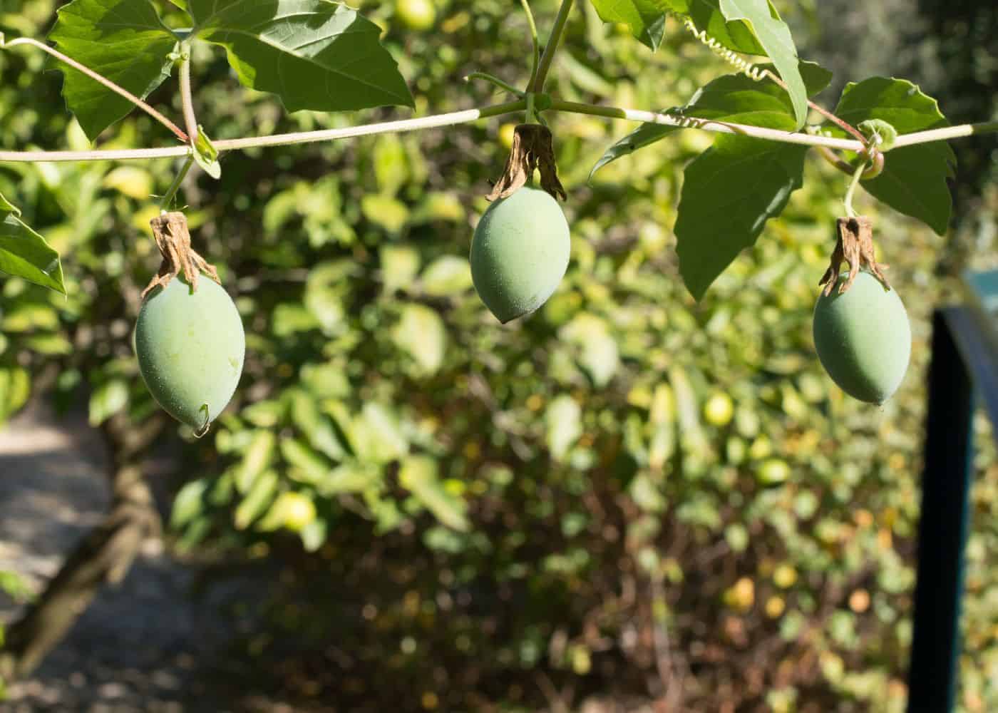 Blue passion flower 🌺 💙 Unveiling the mystique of this tropical wonder