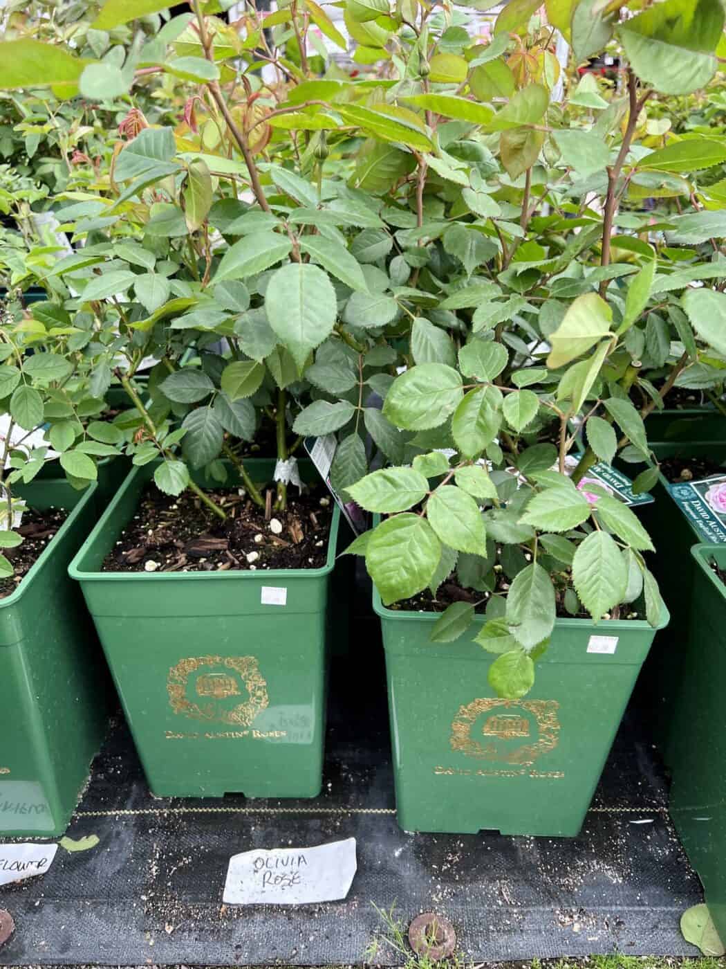 Olivia Rose Austin rose 🌹 💖 The epitome of English elegance in bloom