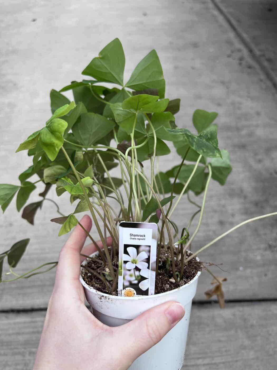 Shamrock plant ???? ???? Dive into the mystique of this iconic green beauty