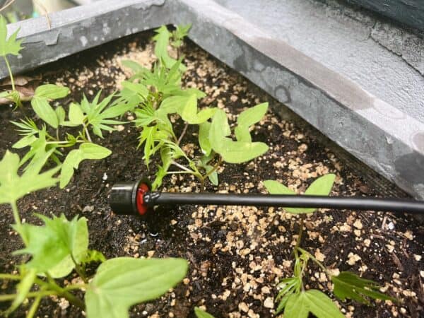 Drip irrigation for potted plants 🪴 💦 Elevate your plant care routine
