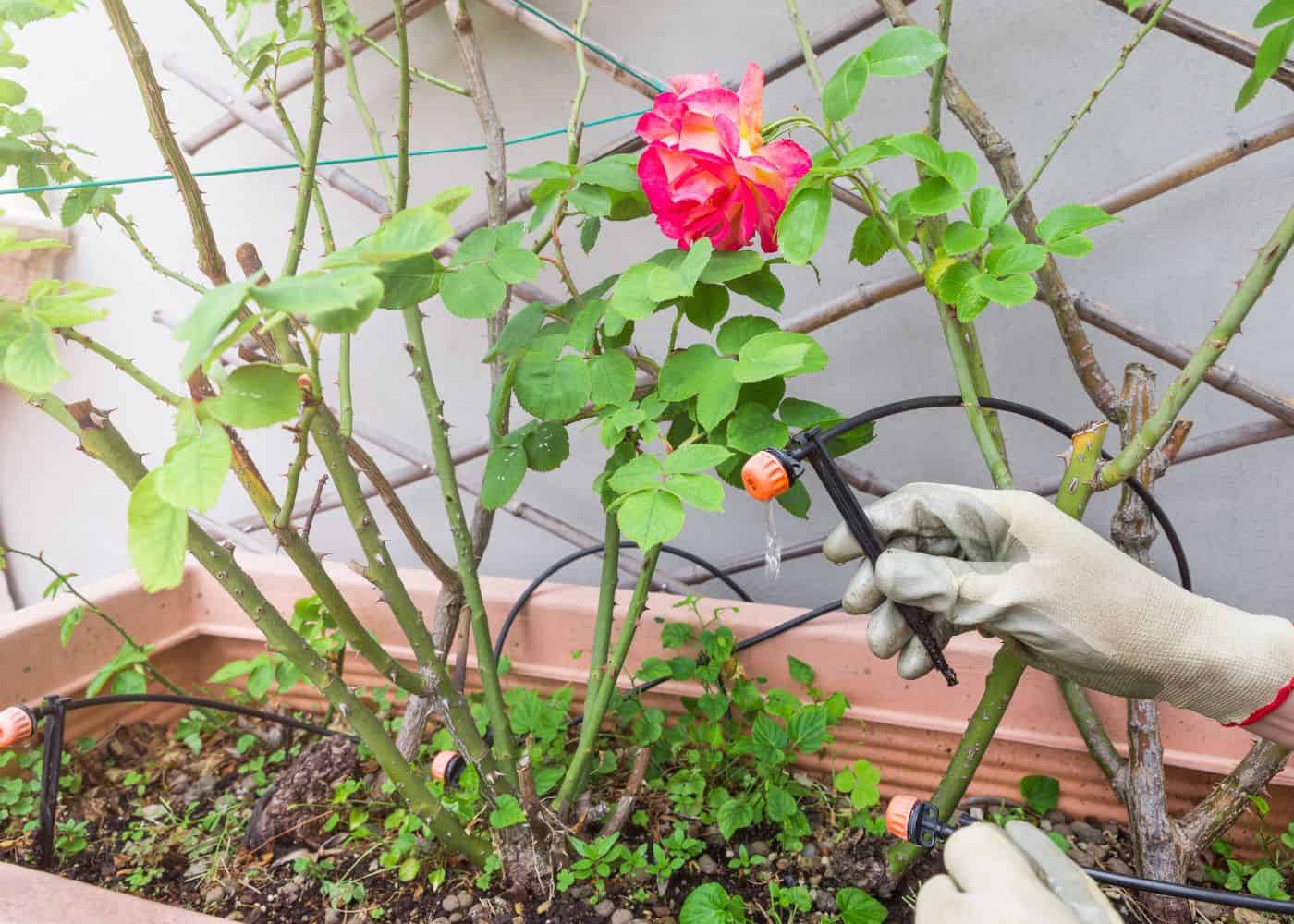 Drip irrigation for potted plants | Home for the Harvest