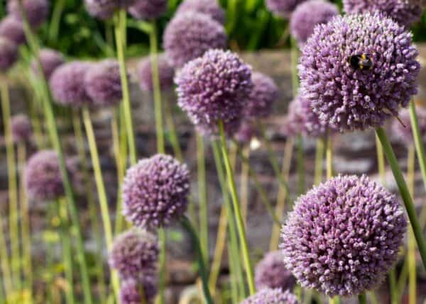 Elephant garlic 🍃 🐘 Secrets to a successful harvest