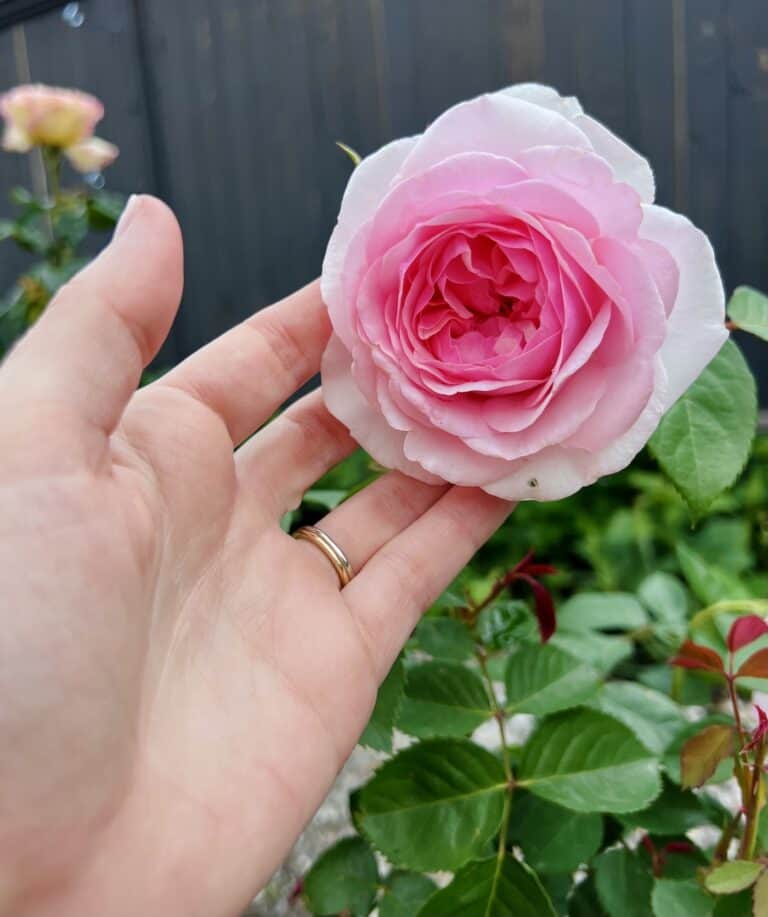 Olivia Rose Austin rose 🌹 💖 The epitome of English elegance in bloom