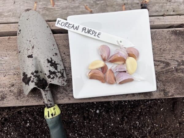 Purple garlic 🍃 💜 Discover its deep flavor and vibrant hues