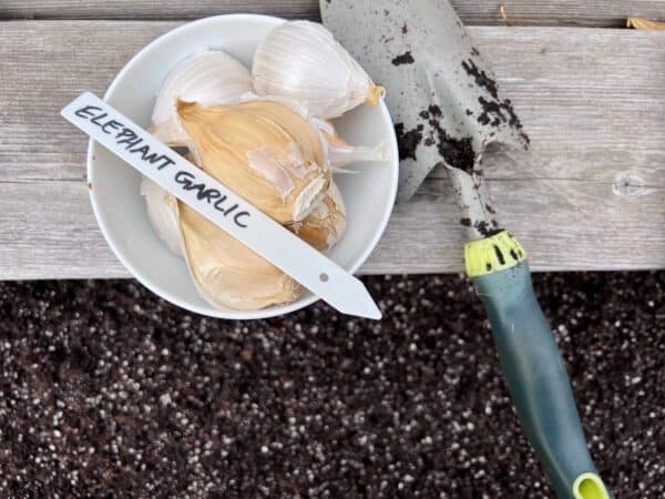 Elephant garlic 🍃 🐘 Secrets to a successful harvest