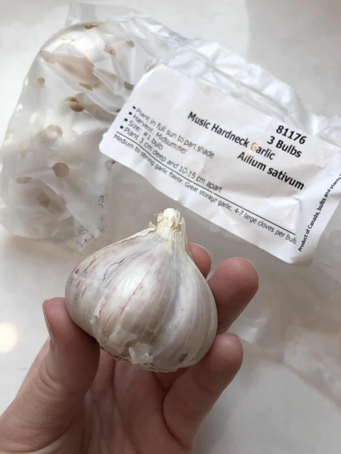 Music garlic 🌱🎶 An aromatic journey in the garden