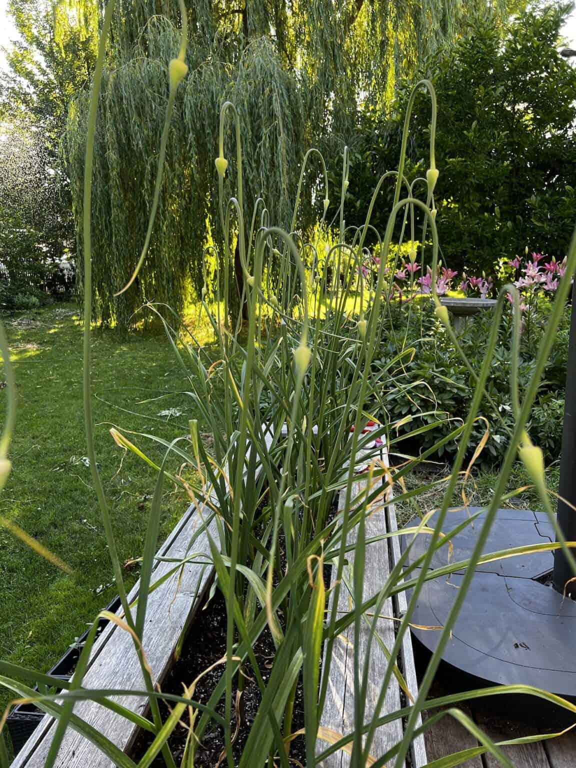 Music garlic 🌱🎶 An aromatic journey in the garden