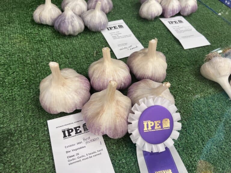 Purple garlic 🍃 💜 Discover its deep flavor and vibrant hues