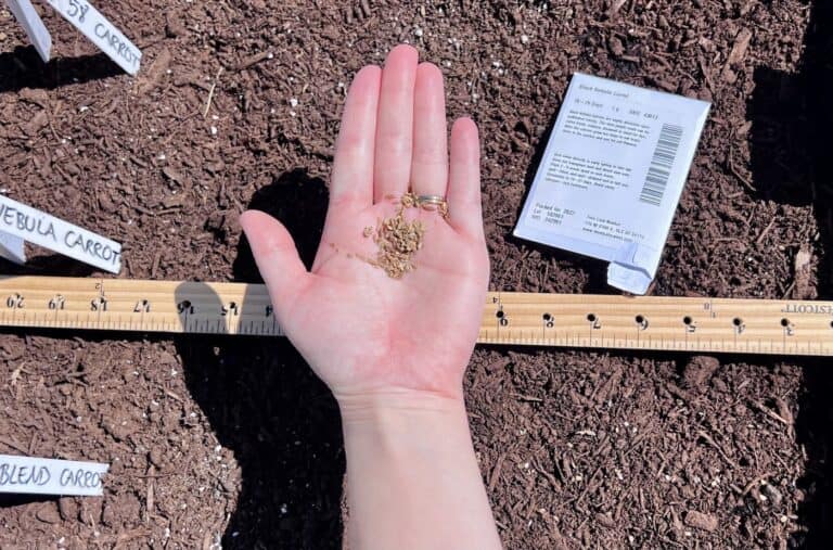 Best temperature to germinate seeds 🌡️ 🌱 Unlocking nature's secret for ...