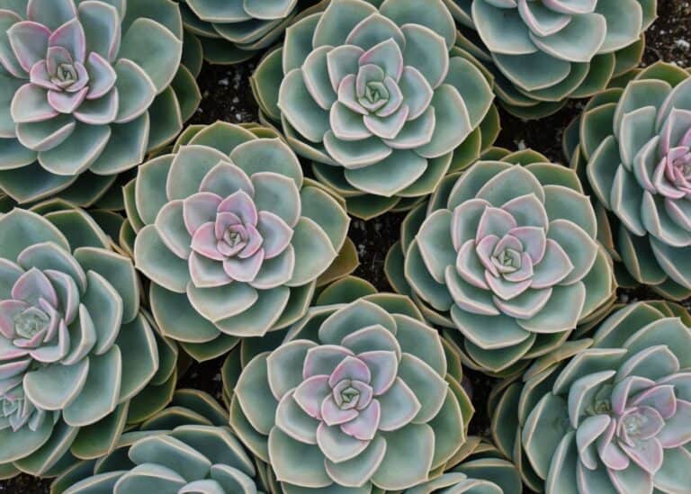 How to grow succulents 🌿🌟 Thrive with resilient radiance