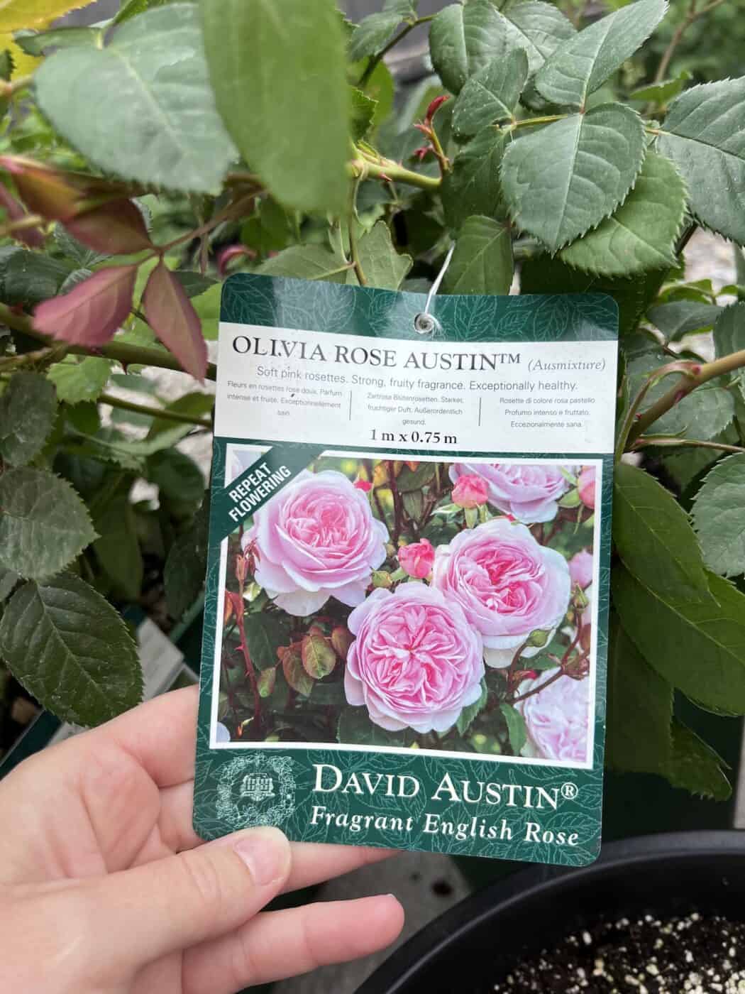 Olivia Rose Austin rose 🌹 💖 The epitome of English elegance in bloom