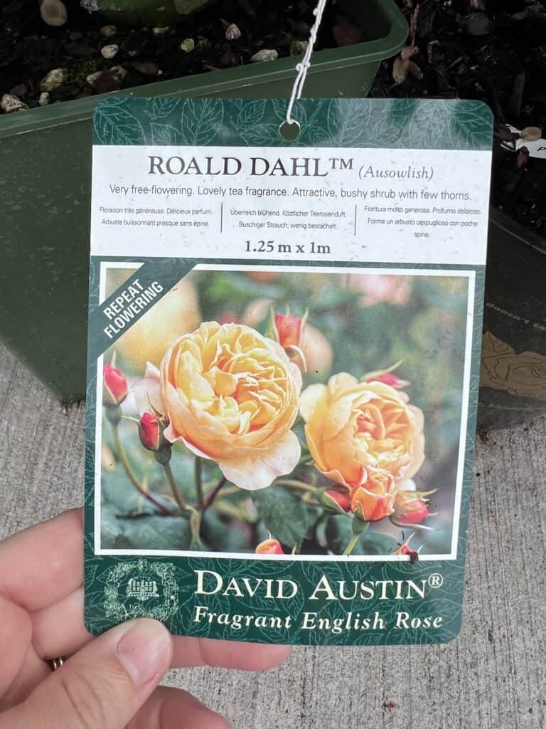 Roald Dahl rose 🌹 🧡 Unfurling petals of peachy dreams and charm