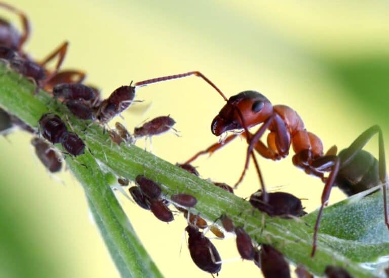 Aphids on plants 🌿 🐜 Tackling the tiny invaders for a healthier garden