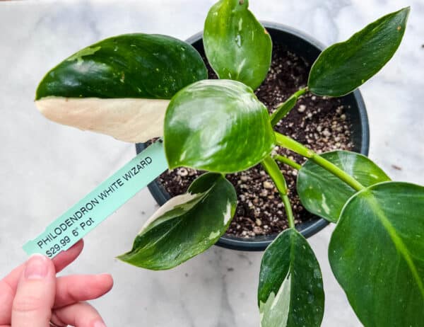 How to grow philodendron 🌿 💚 Tending to your tropical treasure