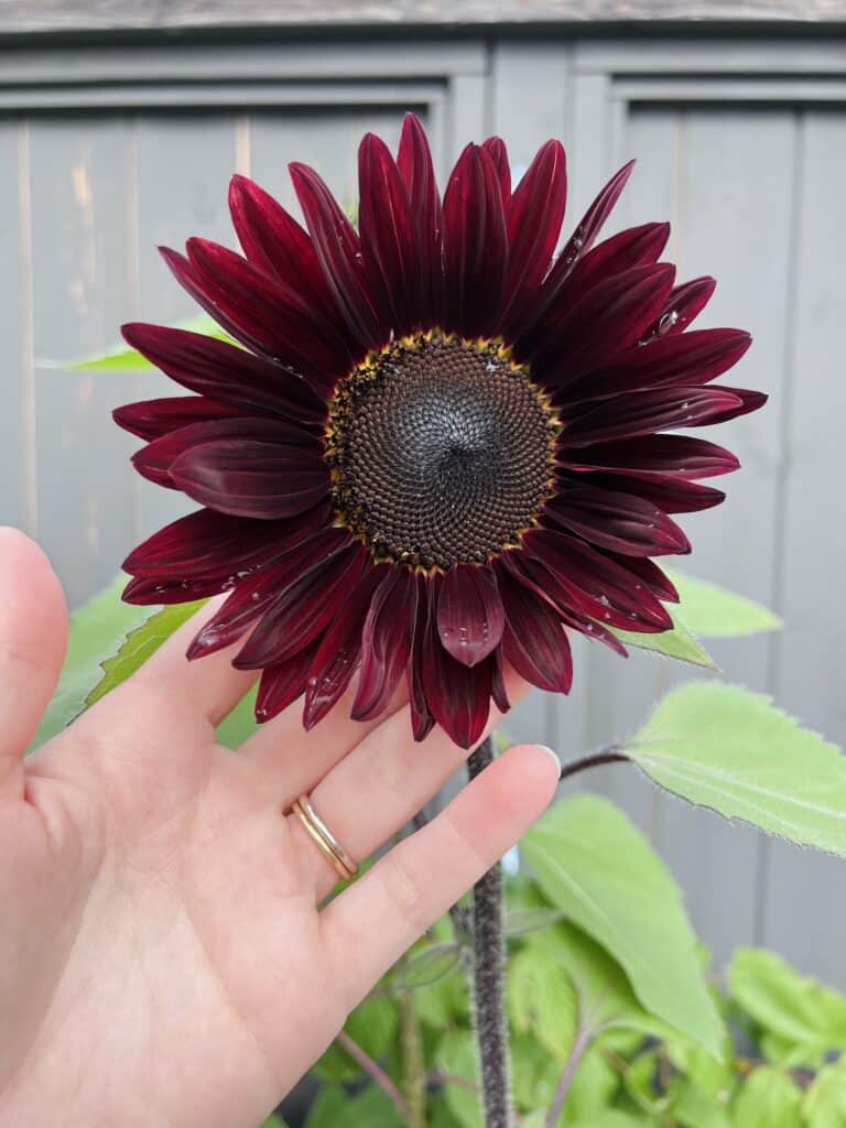 Velvet Queen sunflower 🌻 👑 Uncover the growing guide for stunning blooms!
