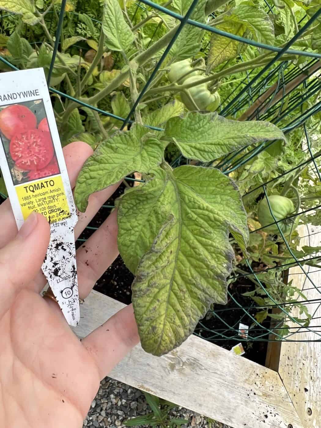 When to fertilize tomato plants ⏰ 🌱 Timing is everything for tasty tomatoes