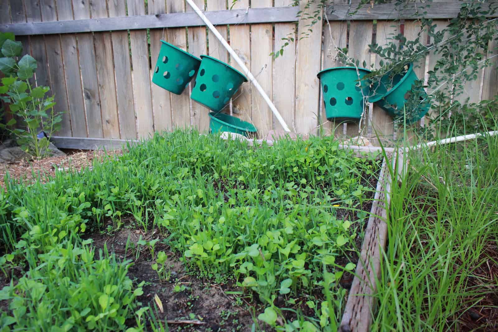 What to plant in September 🍁🌿 Cultivate a garden that thrives in autumn