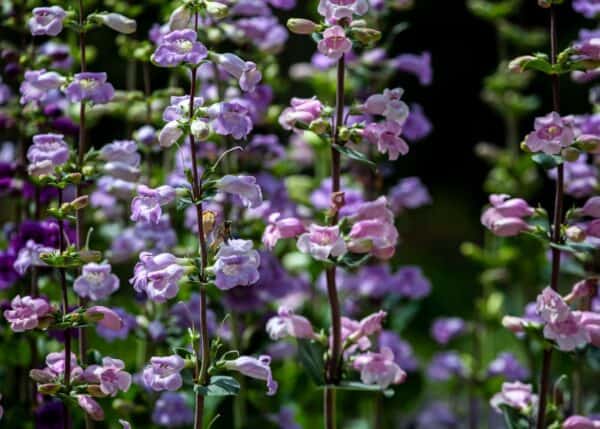 31 drought tolerant perennial flowers 💧 🌸 Thrive in dry climates with ...
