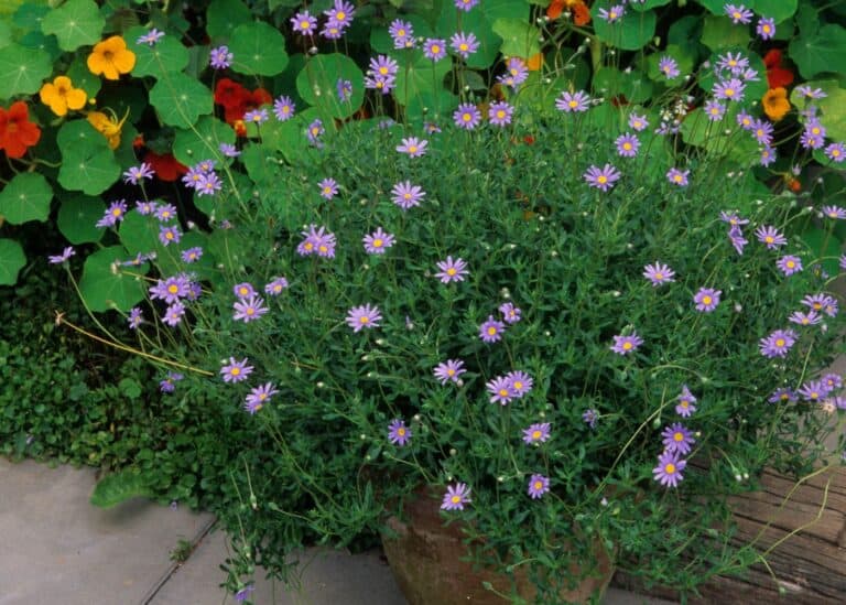 How to grow asters 🌱🌸 Dive into the magic of perennial beauty