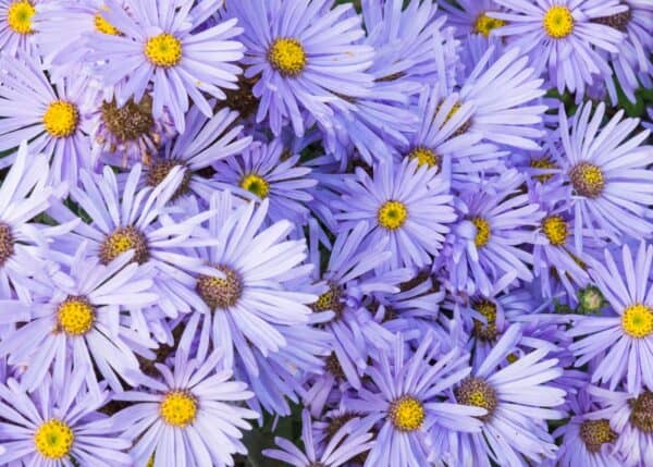 15 fall flowers 🌼 🌹 to add autumnal color to your garden