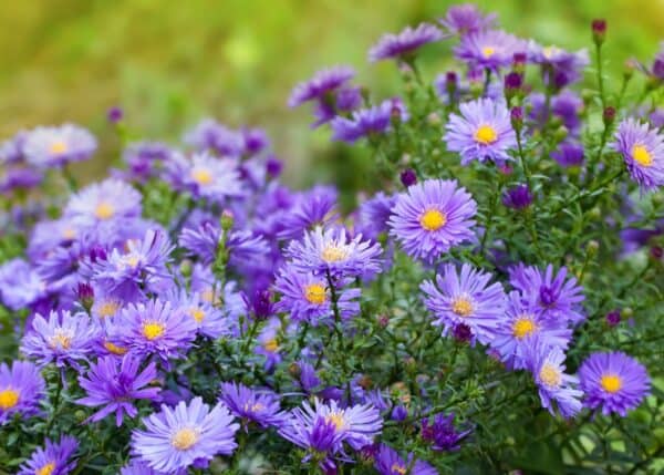 How to grow asters 🌱🌸 Dive into the magic of perennial beauty
